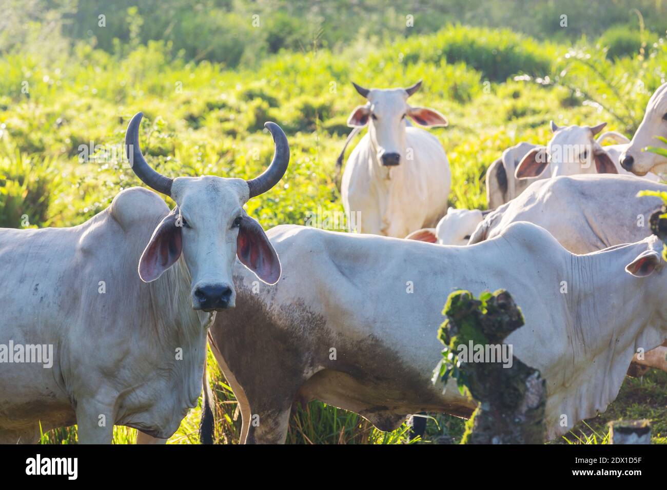 White cow on the grassland Stock Photo - Alamy