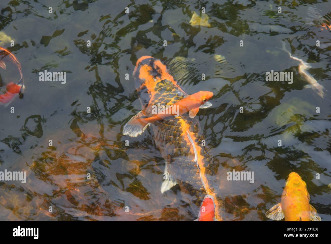 Big vs small nature hi-res stock photography and images - Alamy