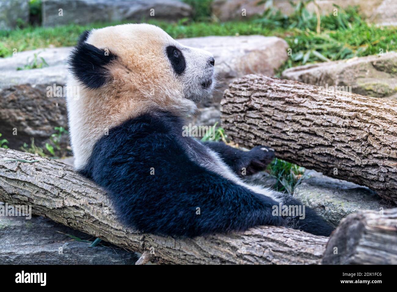 Giant Panda Bear Animal Stock Photo - Alamy