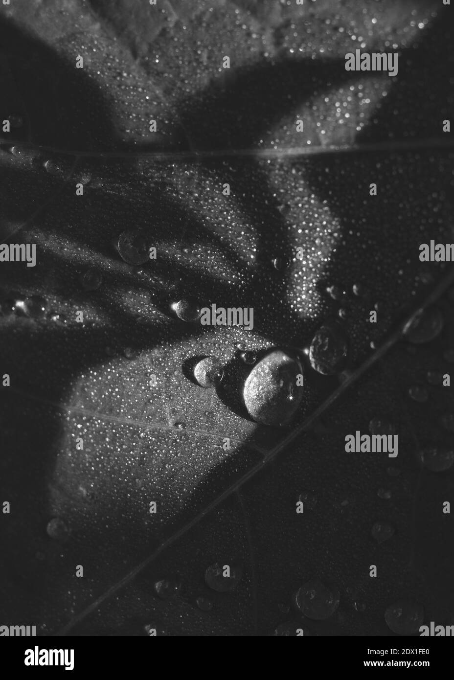 String of raindrops hi-res stock photography and images - Alamy