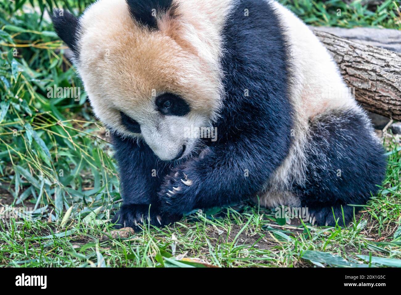Wild panda cub hi-res stock photography and images - Alamy