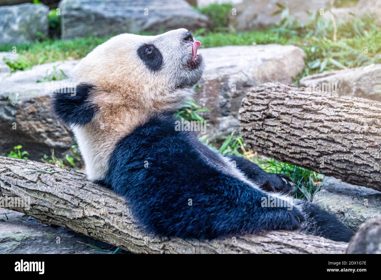 Giant Panda Bear Animal Stock Photo - Alamy