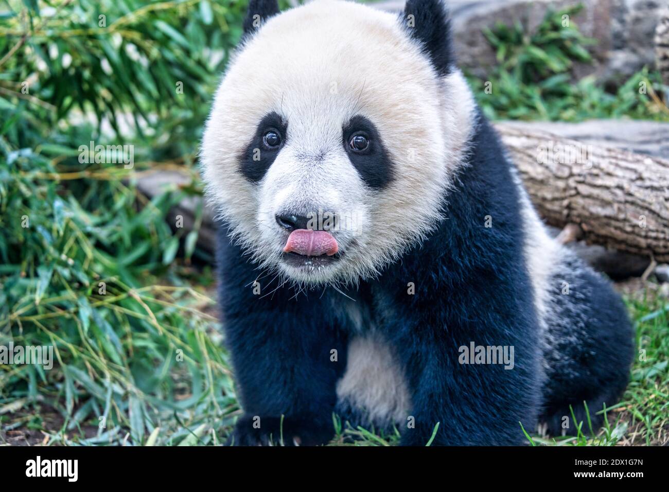 Giant Panda Bear Animal Stock Photo - Alamy