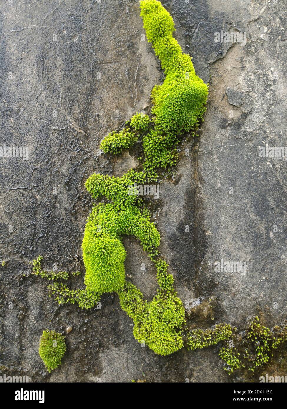 Algae growth on concrete hi-res stock photography and images - Alamy