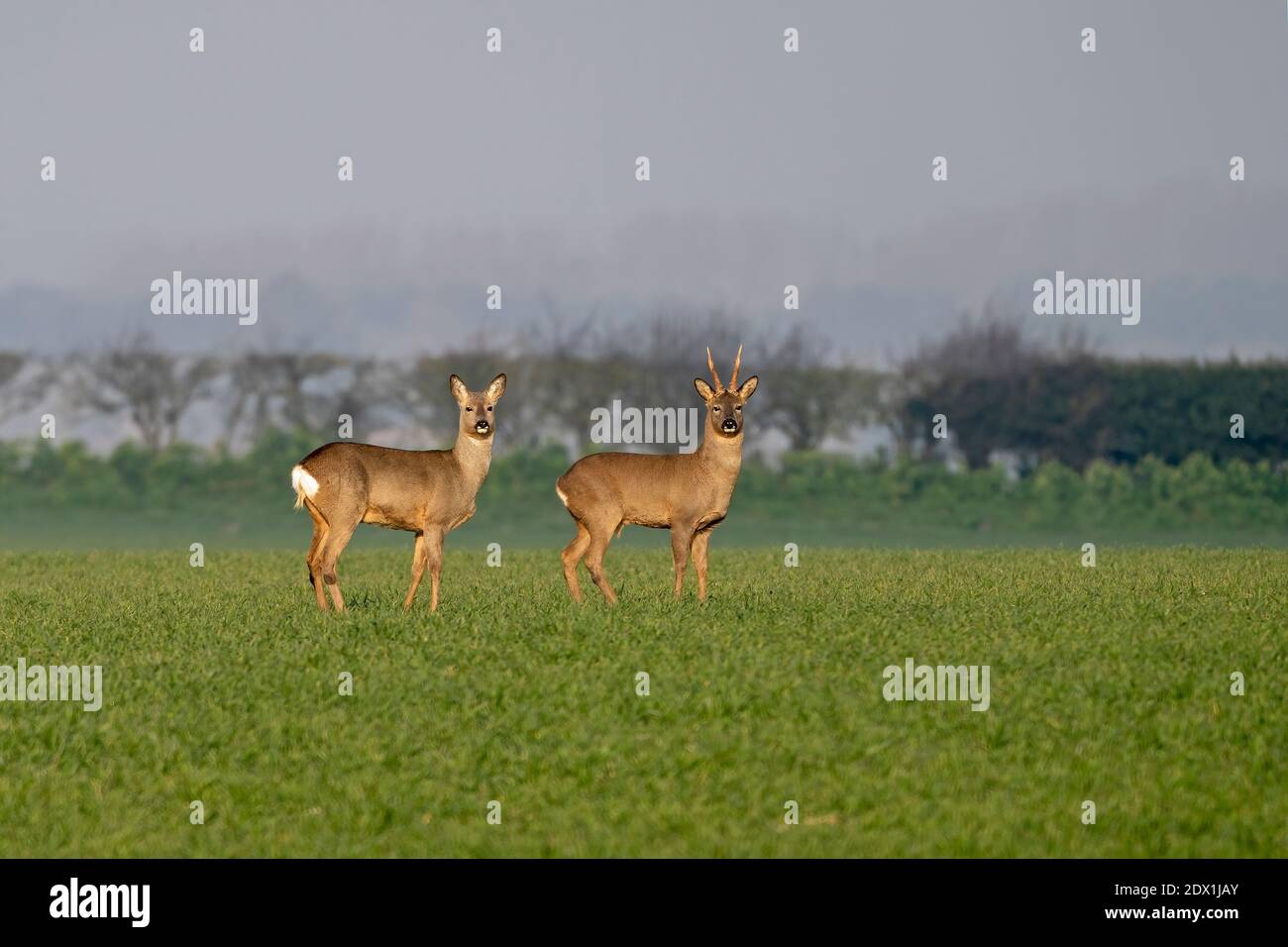Female roe deer hi-res stock photography and images - Alamy