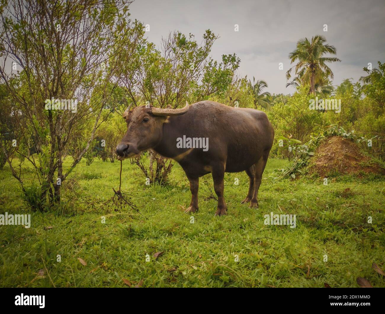 Carabao grass hi-res stock photography and images - Alamy