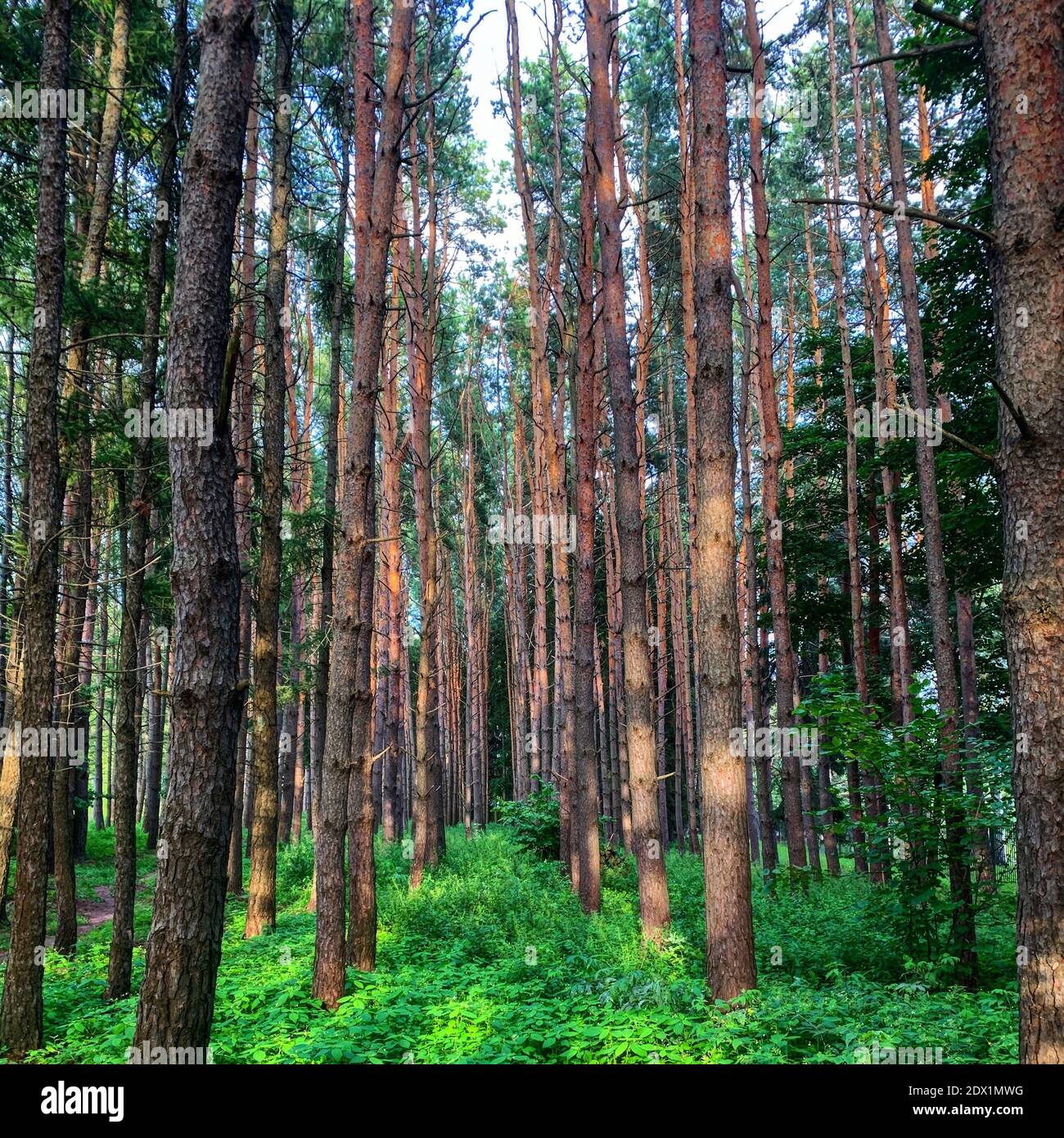 Katyn forest hi-res stock photography and images - Alamy