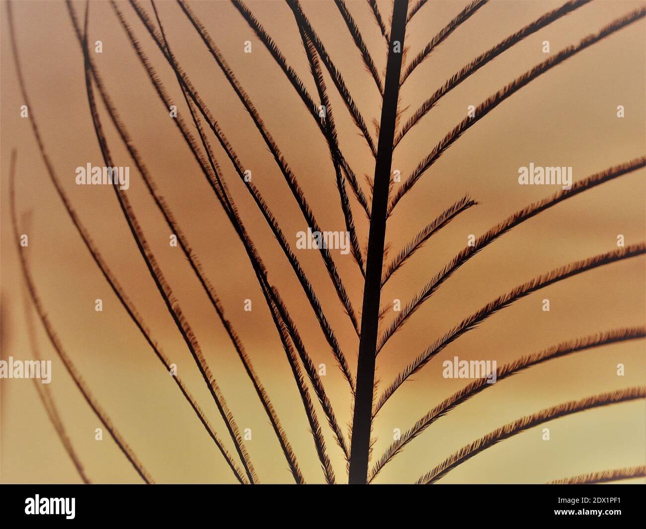 Delicadeza hi-res stock photography and images - Alamy