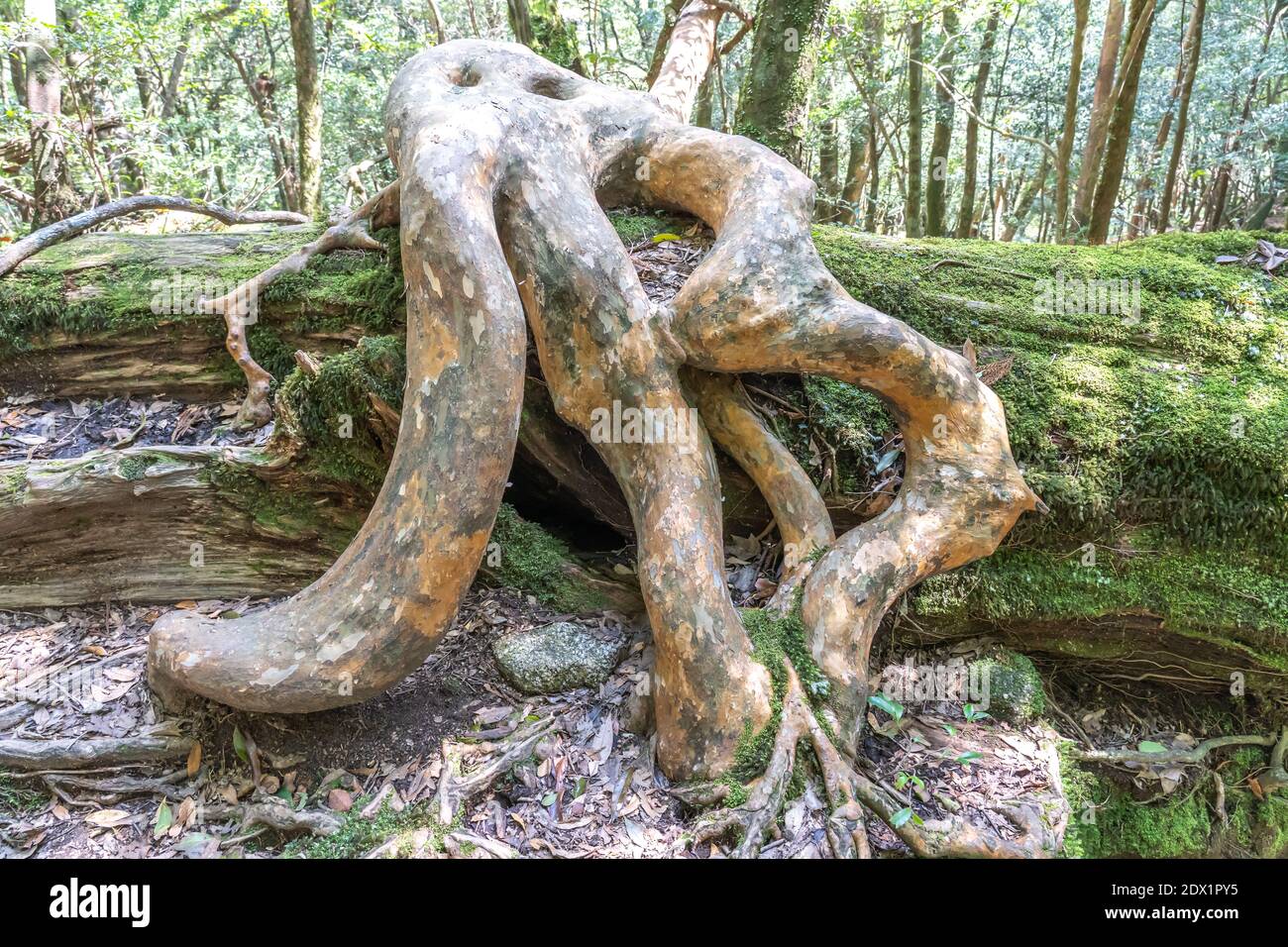 The tree roots in Unsuikyo Ravine in Japan Stock Photo - Alamy