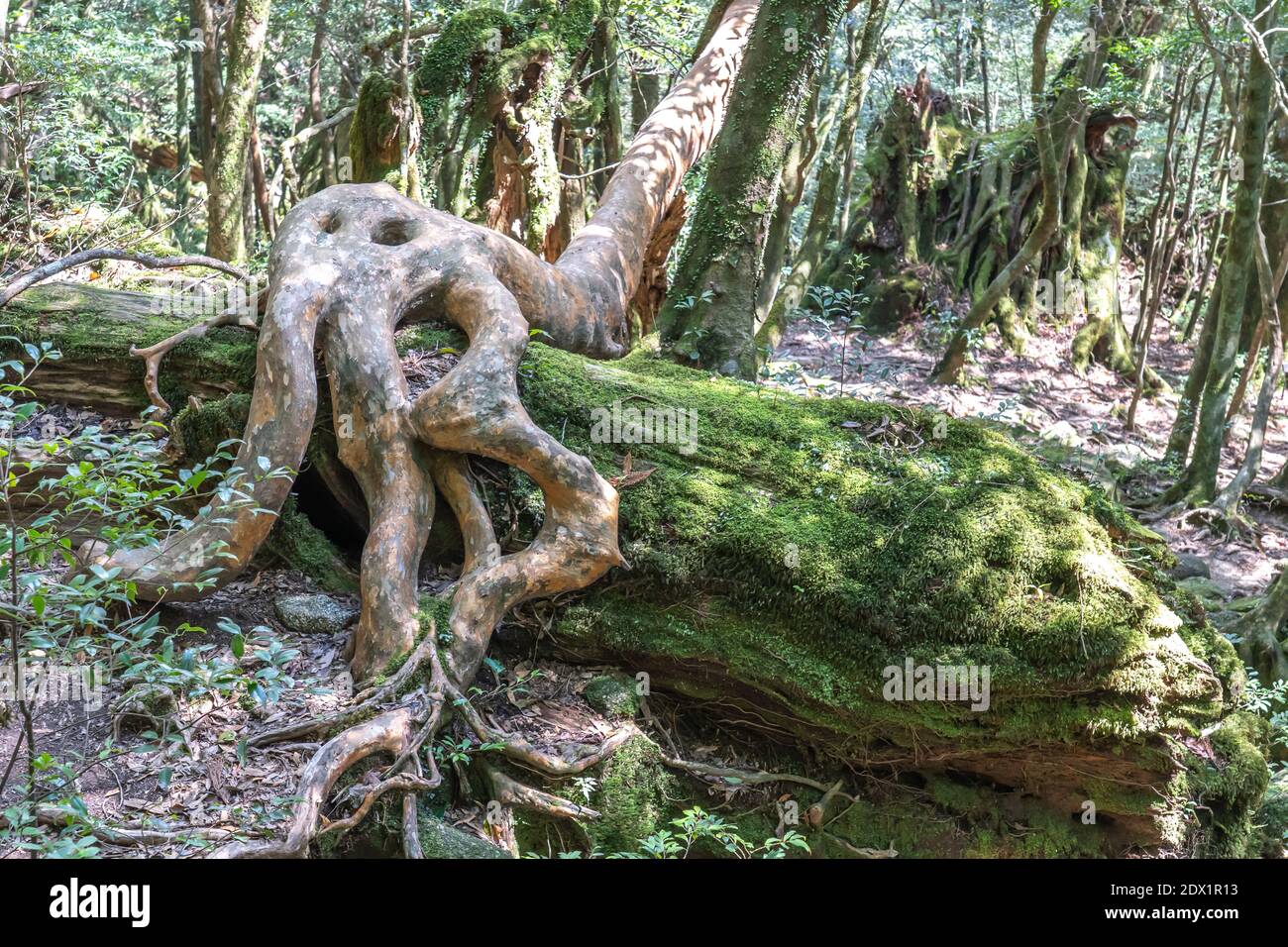 Tree roots in unsuikyo hi-res stock photography and images - Alamy