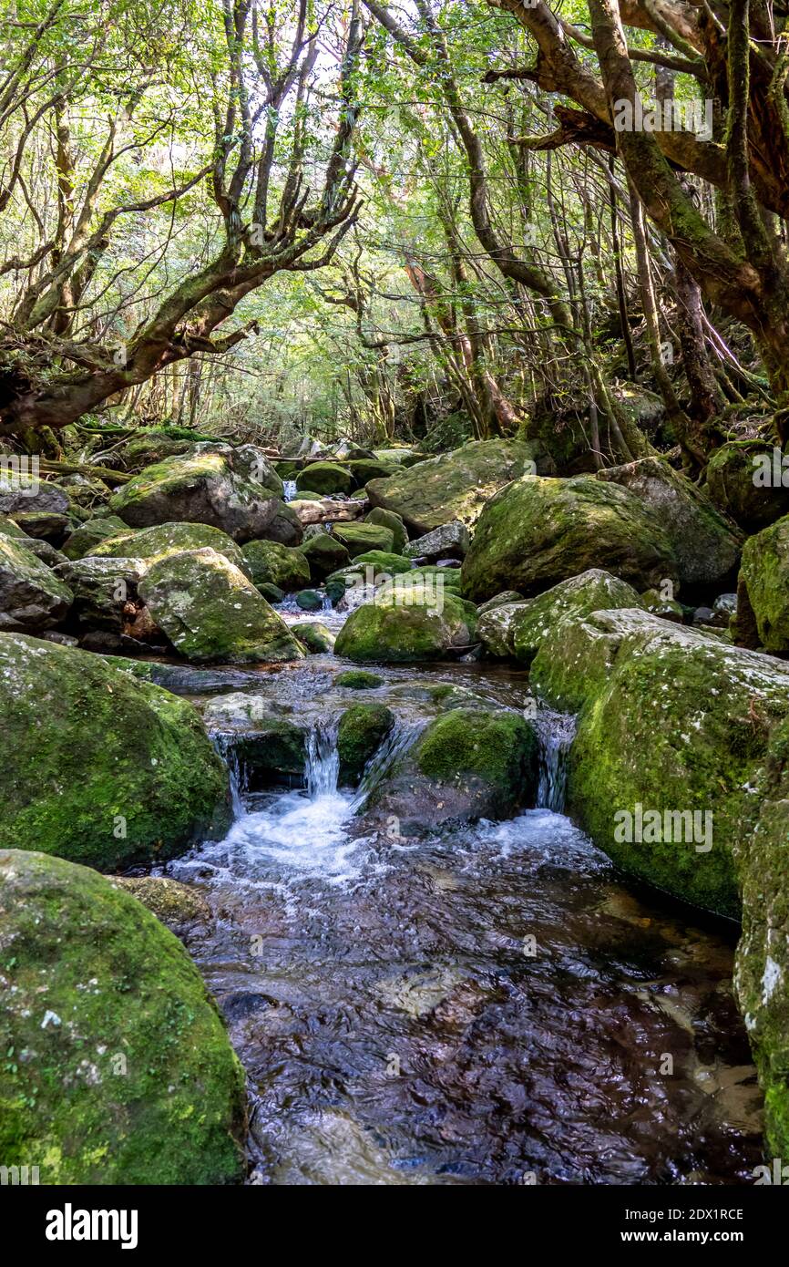 The Shiratani Unsuikyo Ravine in spring in Janpan Stock Photo - Alamy