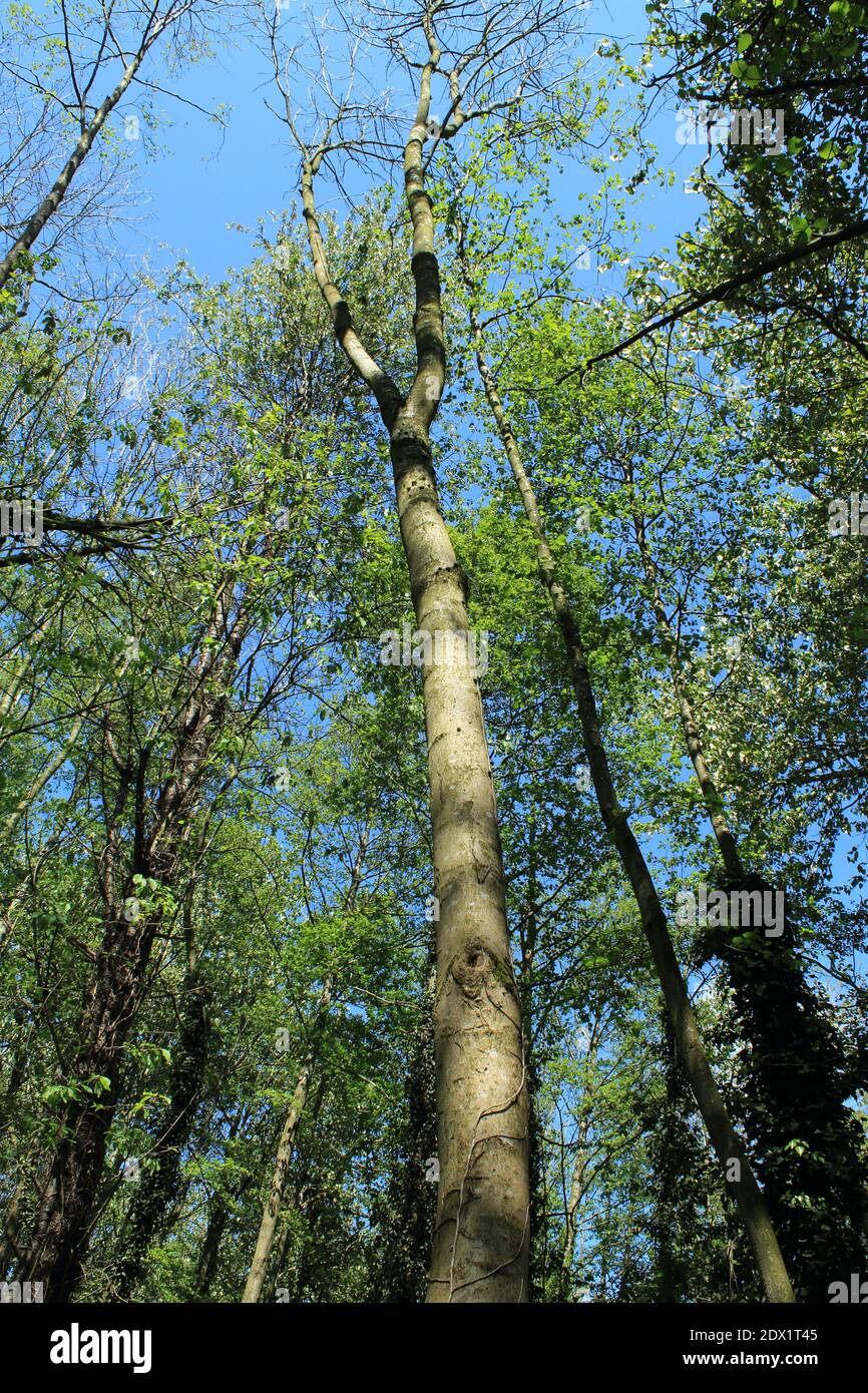 Shot of trees reaching to the blue clear sky, with a vantage point of ...