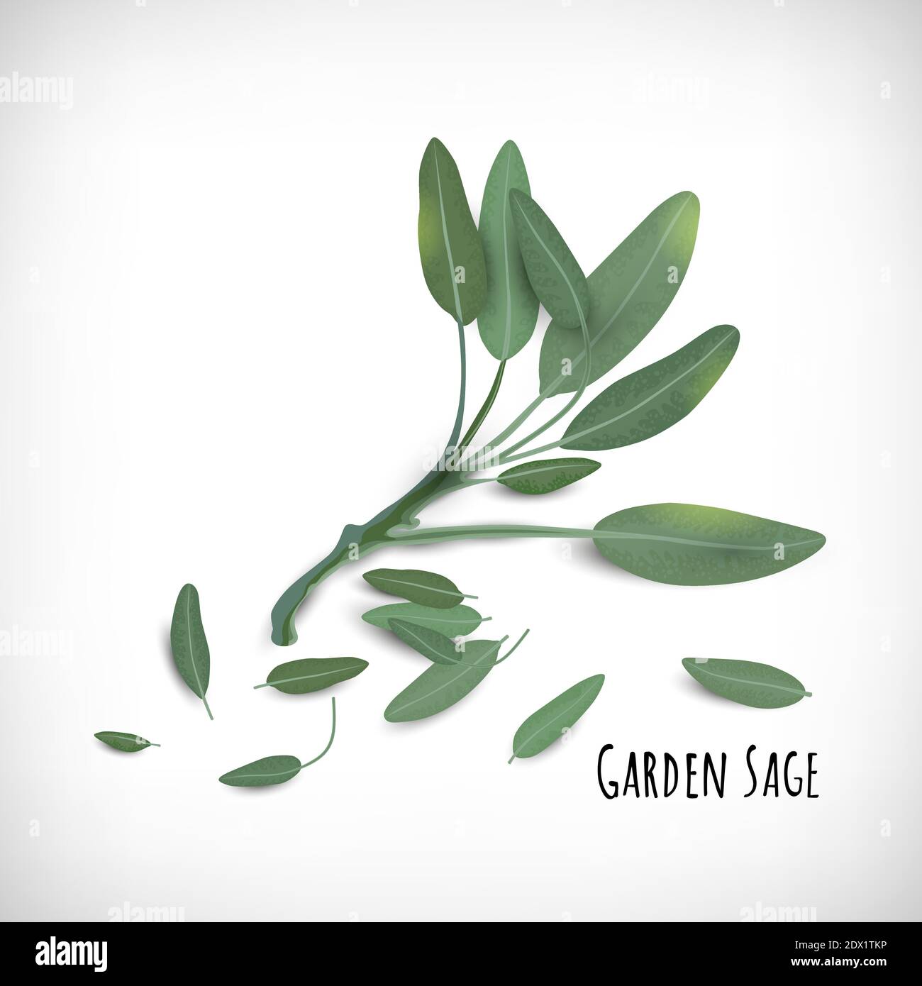 Garden Sage plant and leaves isolated. Spices herbs concept. Lettering ...