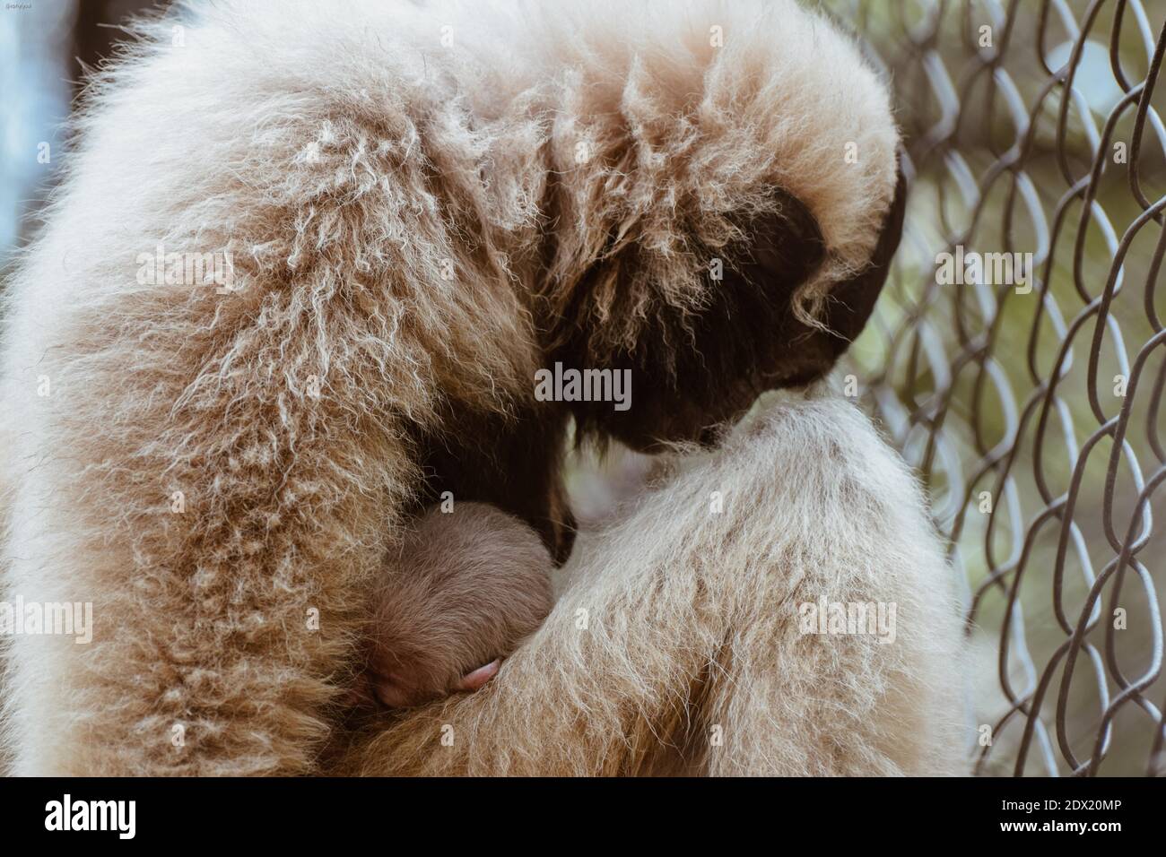 Napping primate hi-res stock photography and images - Alamy