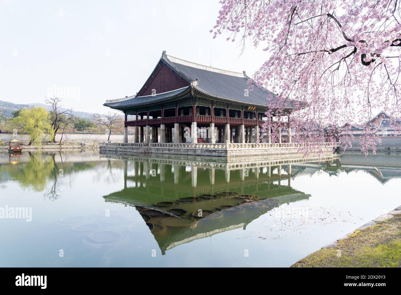 Building with cherry tree in Gyeongbokgung Palace in Seoul, South Korea ...