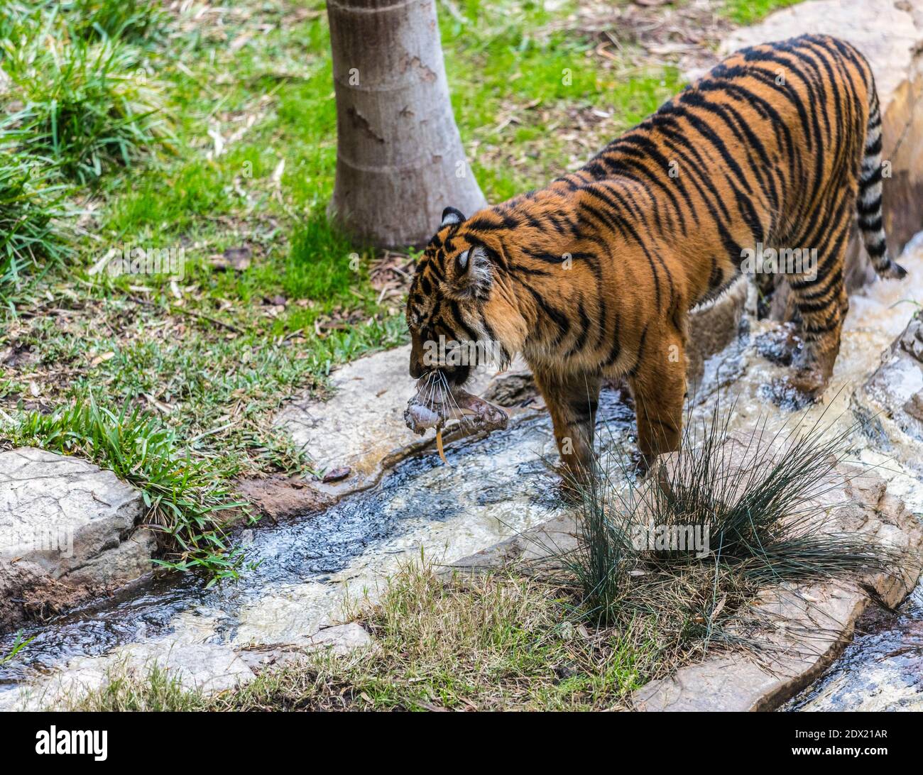 sumatran tiger in stream carrying bone Stock Photo - Alamy