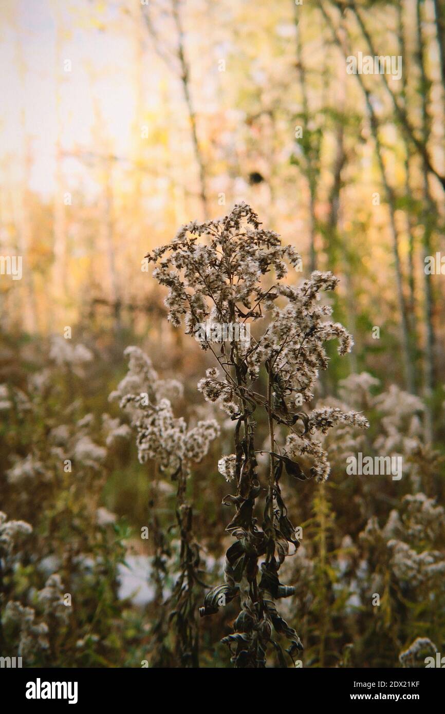 Dead tree and flowering field hi-res stock photography and images - Alamy