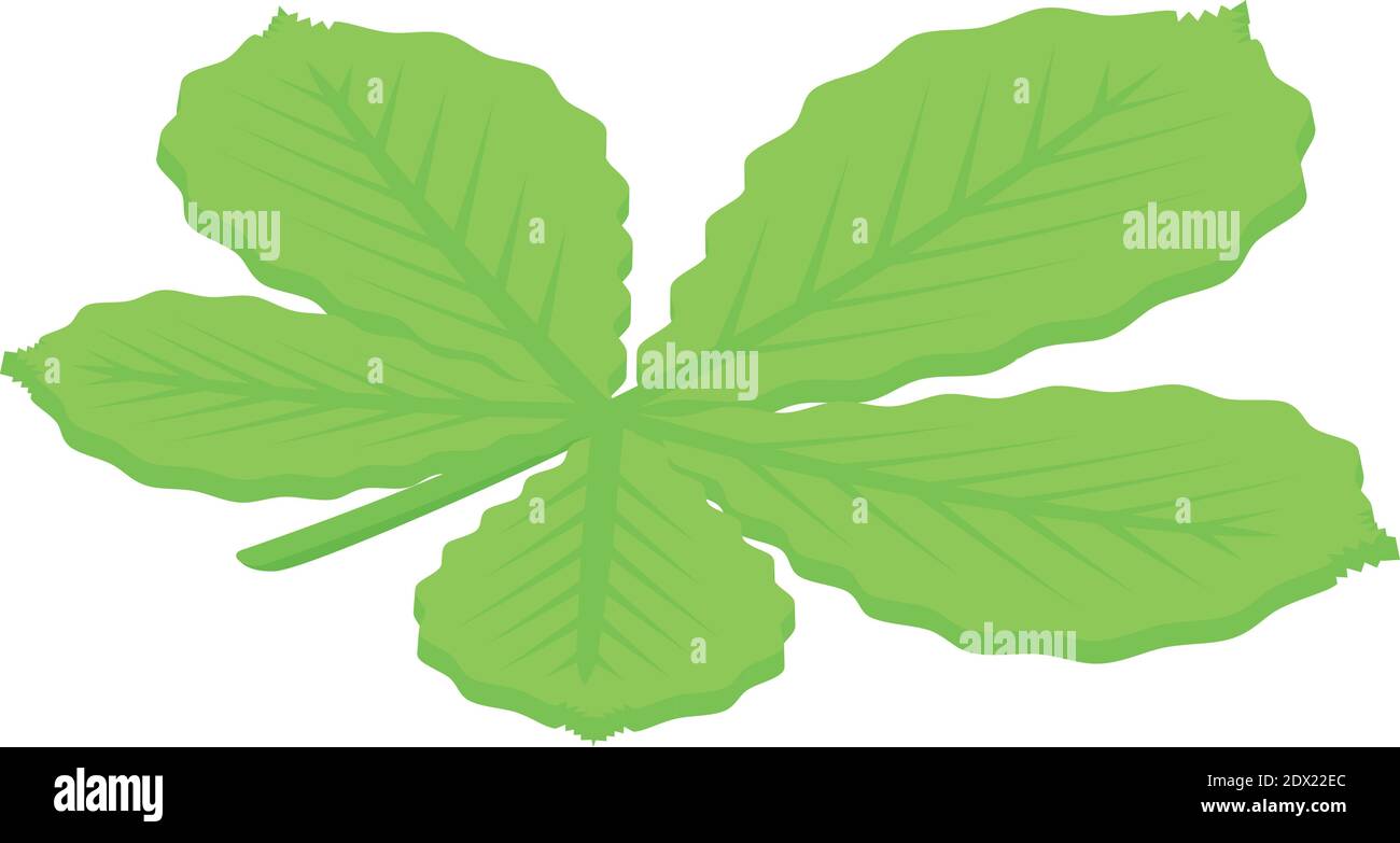 Chestnut leaf icon. Isometric of chestnut leaf vector icon for web ...