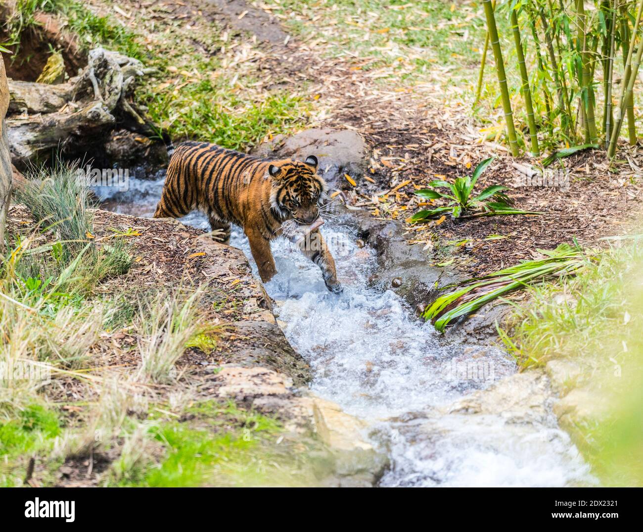 sumatran tiger in stream carrying bone Stock Photo - Alamy
