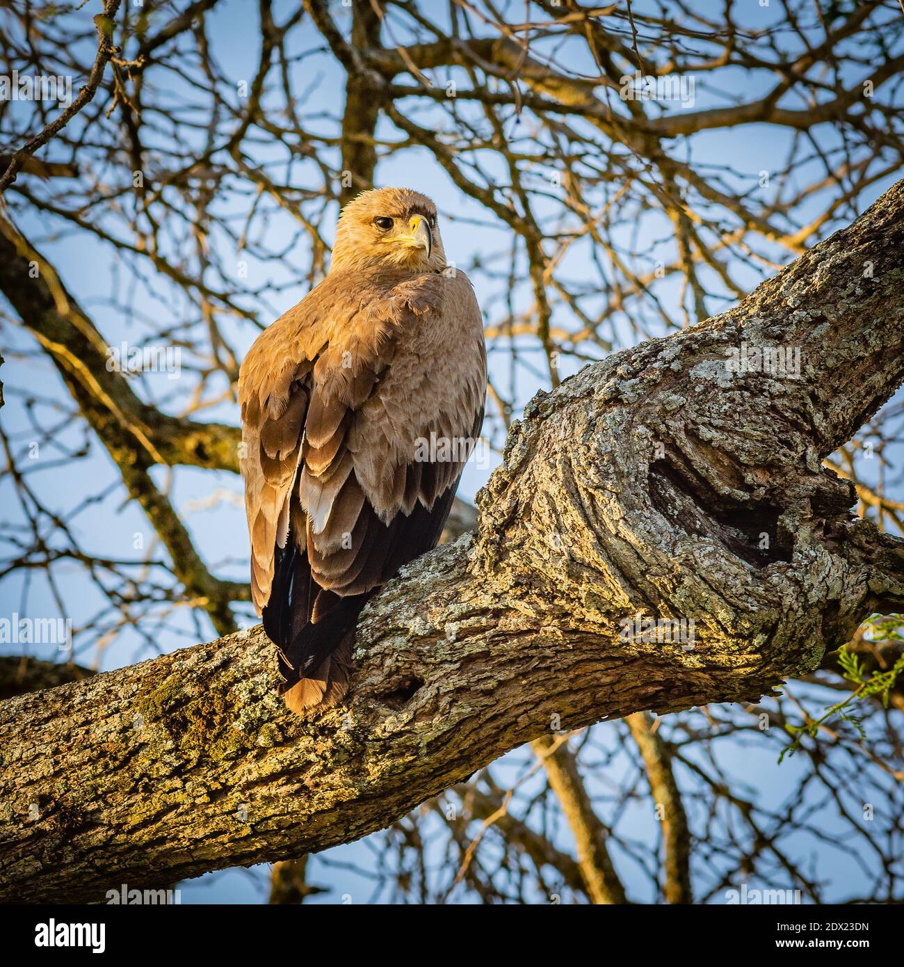 African harrier-hawk in a tree in Tanzania Stock Photo - Alamy