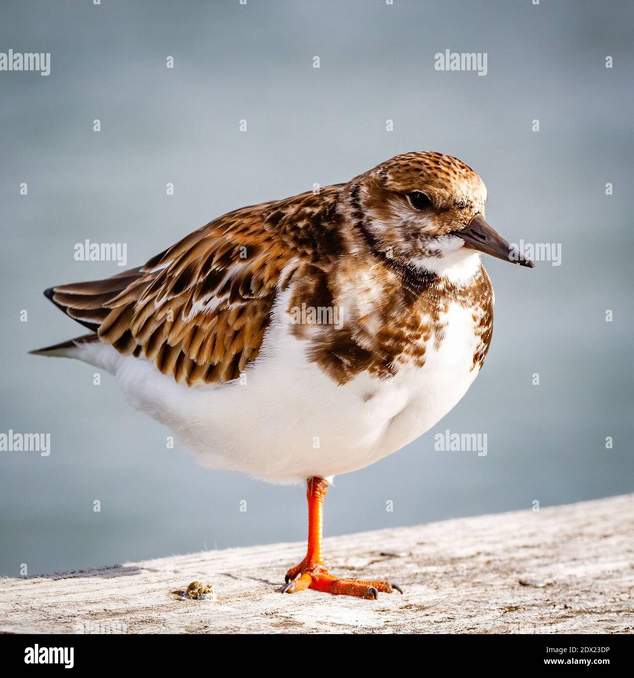 Ruddy turnstone standing on one leg Stock Photo - Alamy