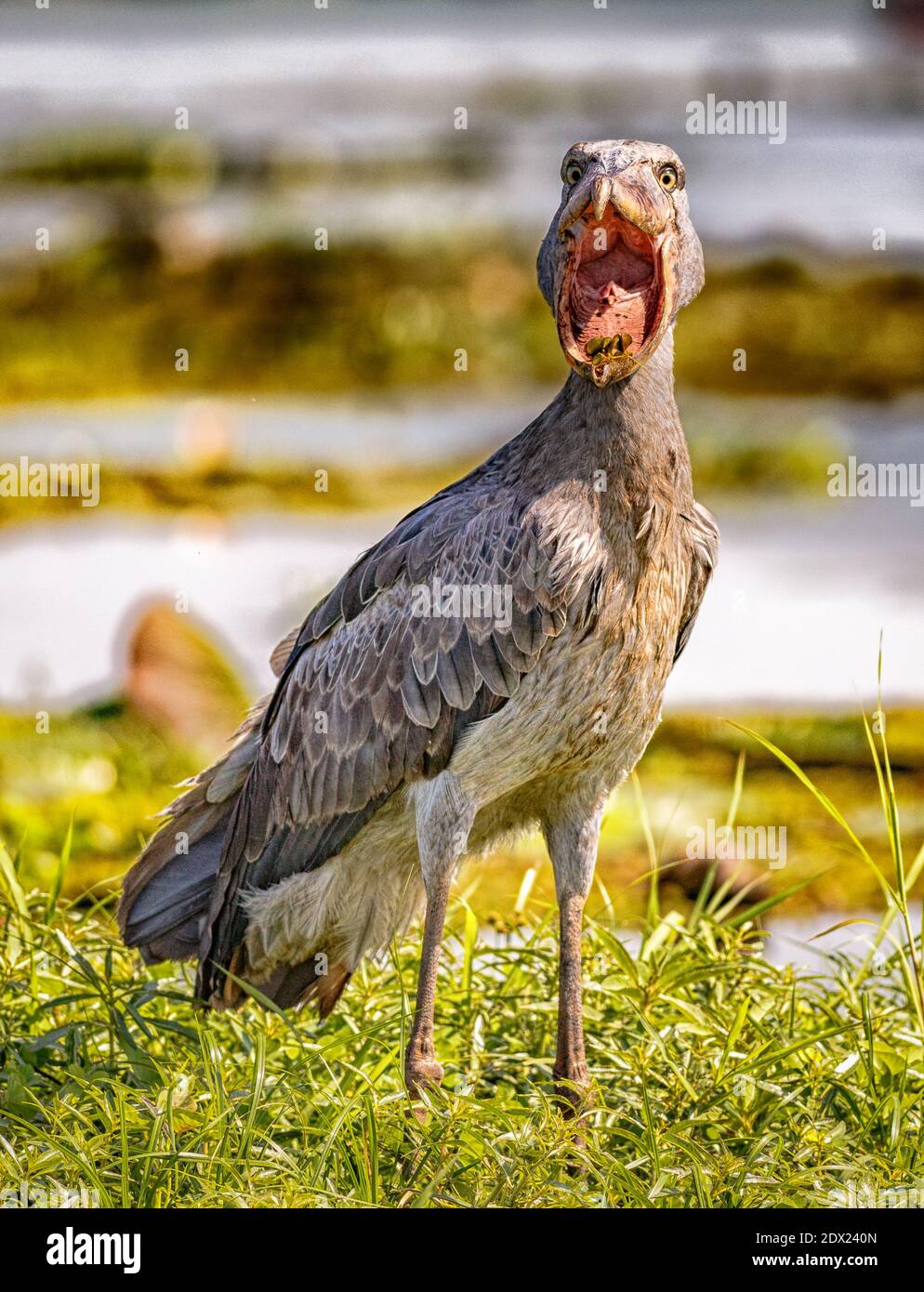 Irate hi-res stock photography and images - Alamy