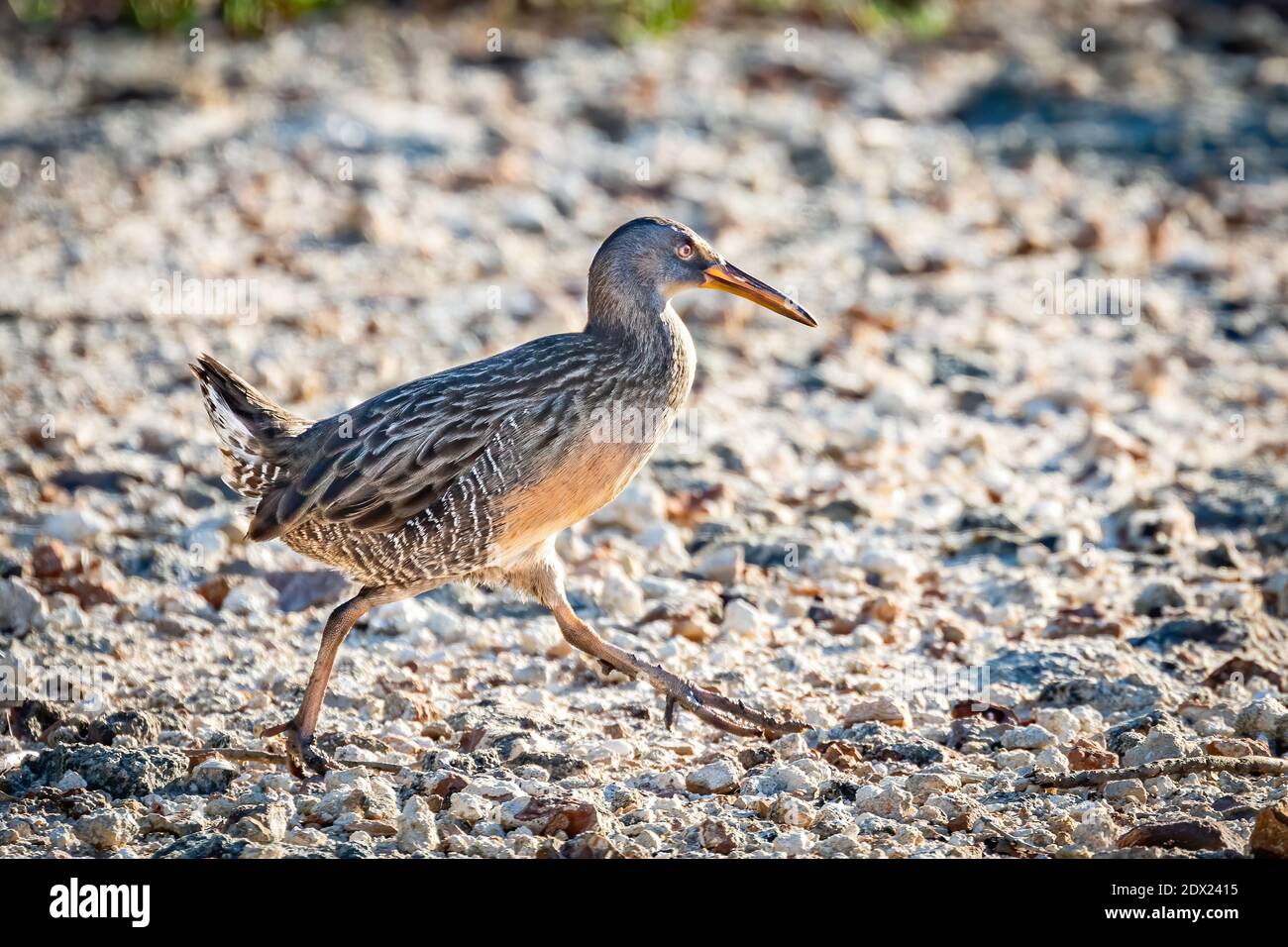 Clapper rail on a gravel path in Cuba Stock Photo - Alamy