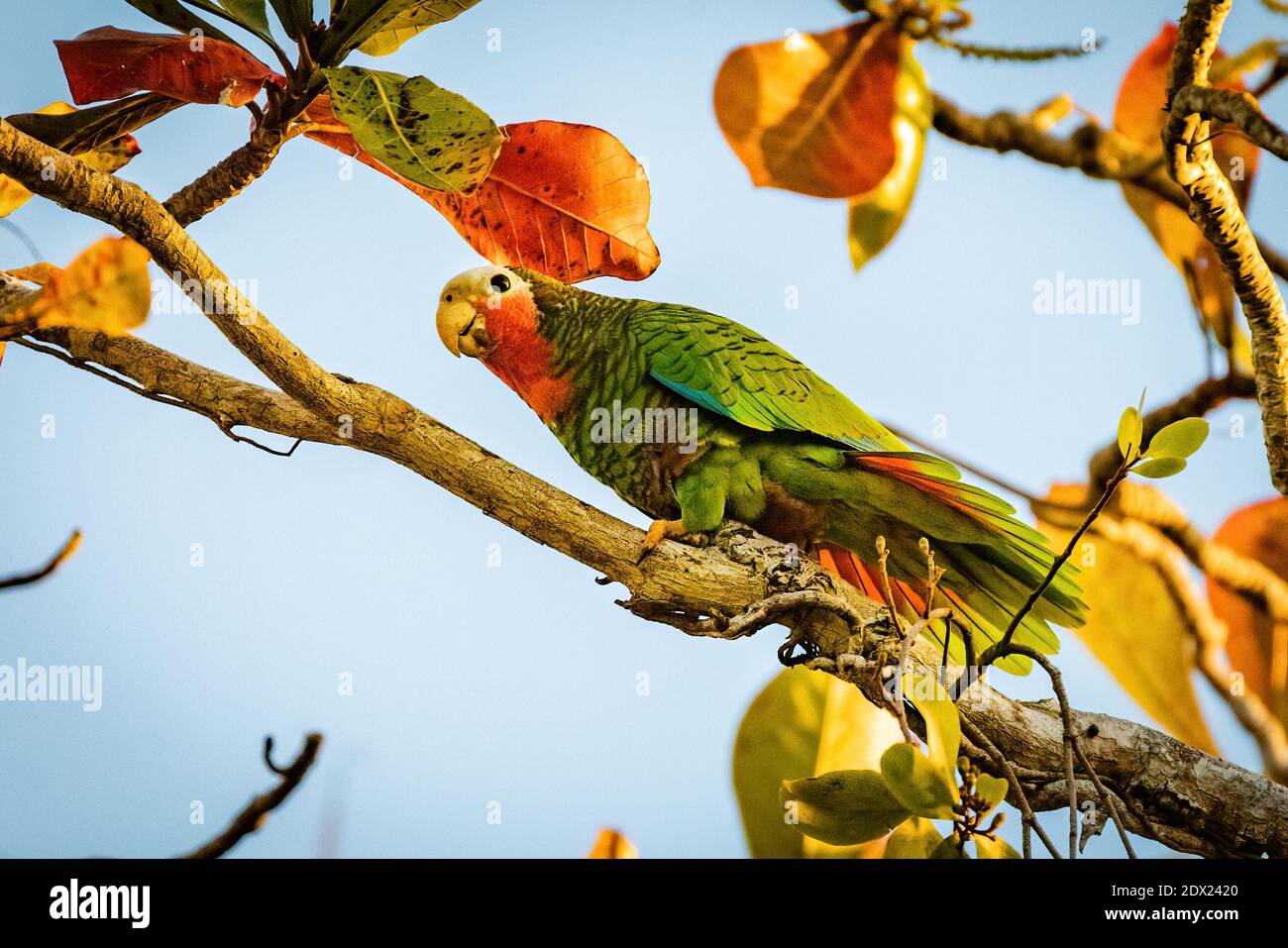Cuban environment hi-res stock photography and images - Alamy