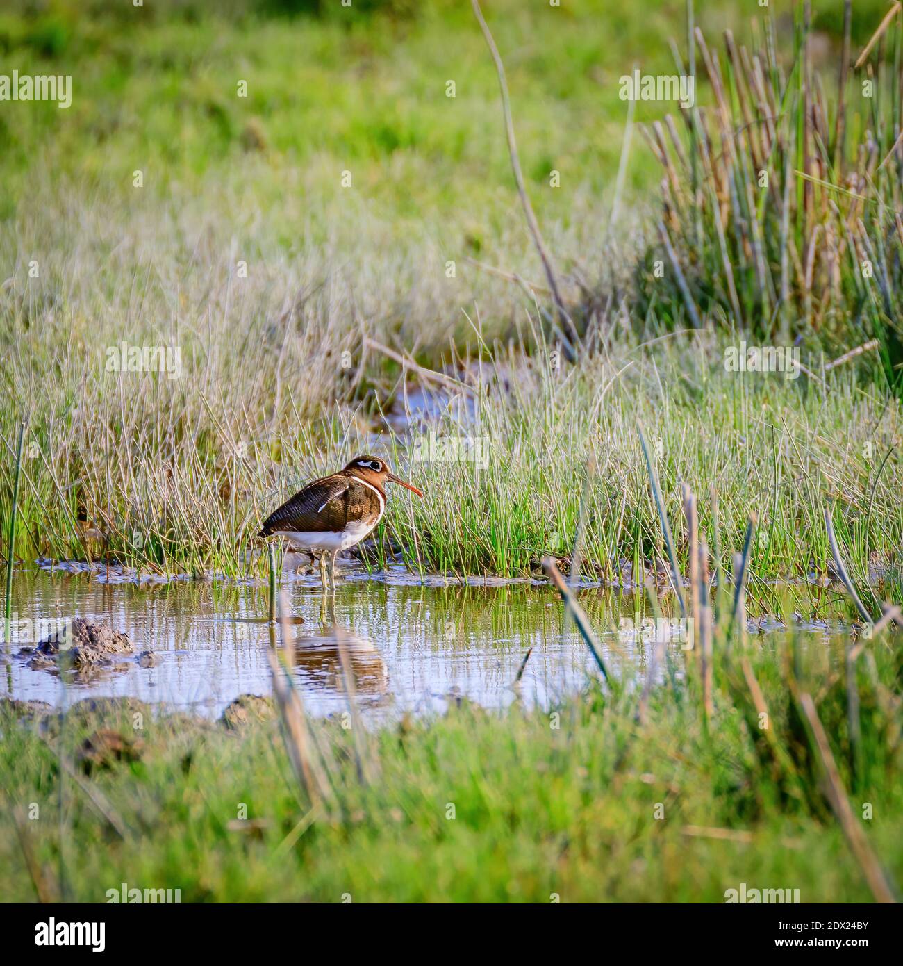 Madagascar snipe hi-res stock photography and images - Alamy