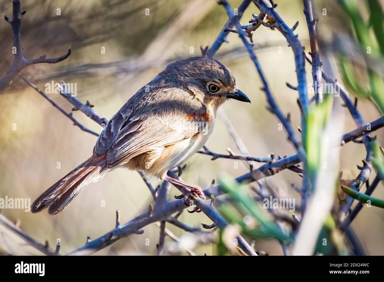 Coral Rag High Resolution Stock Photography and Images - Alamy