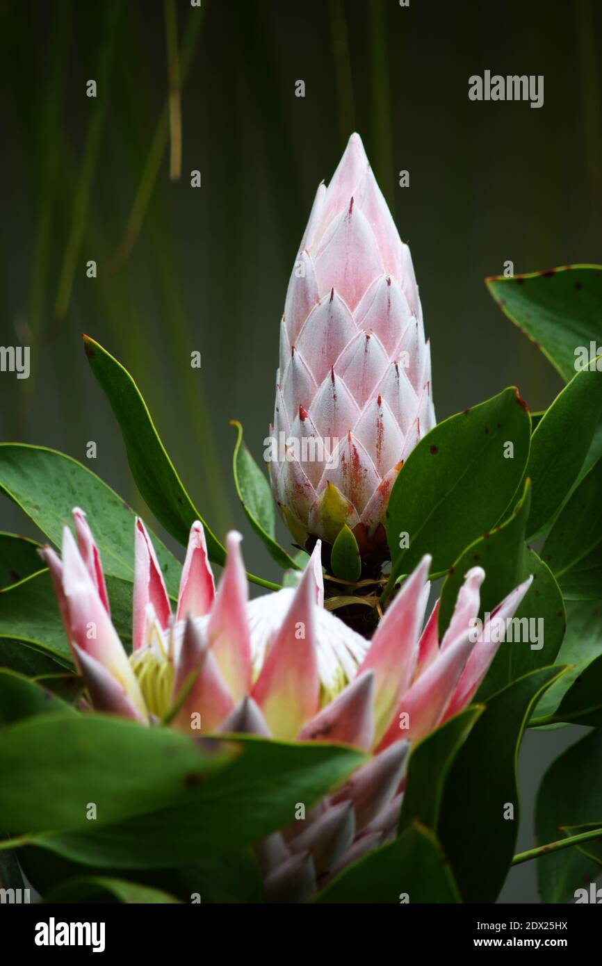 Protea flower water hi-res stock photography and images - Alamy