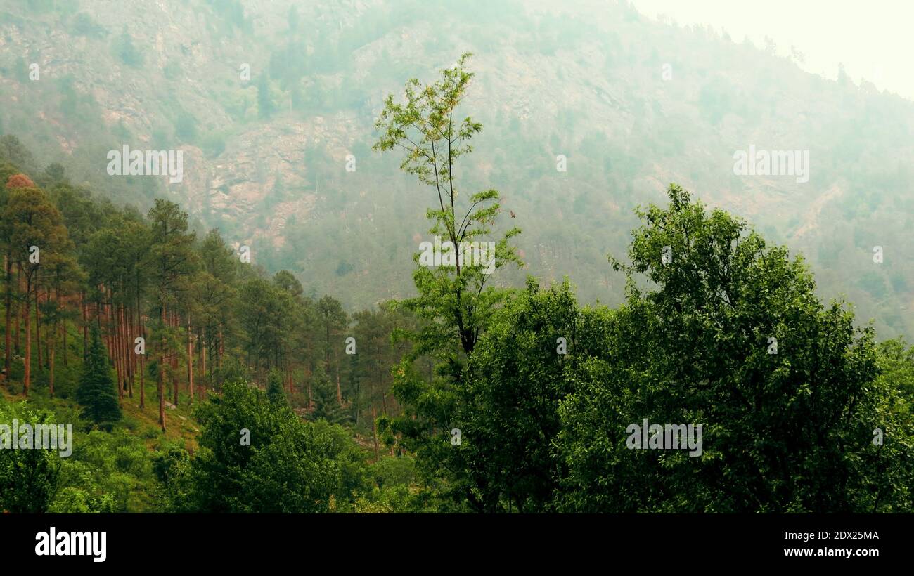 Cinematic trees hi-res stock photography and images - Alamy