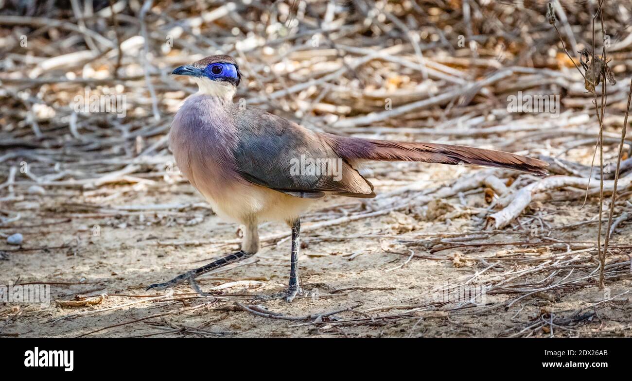 A red-capped coua in Madagascar Stock Photo - Alamy