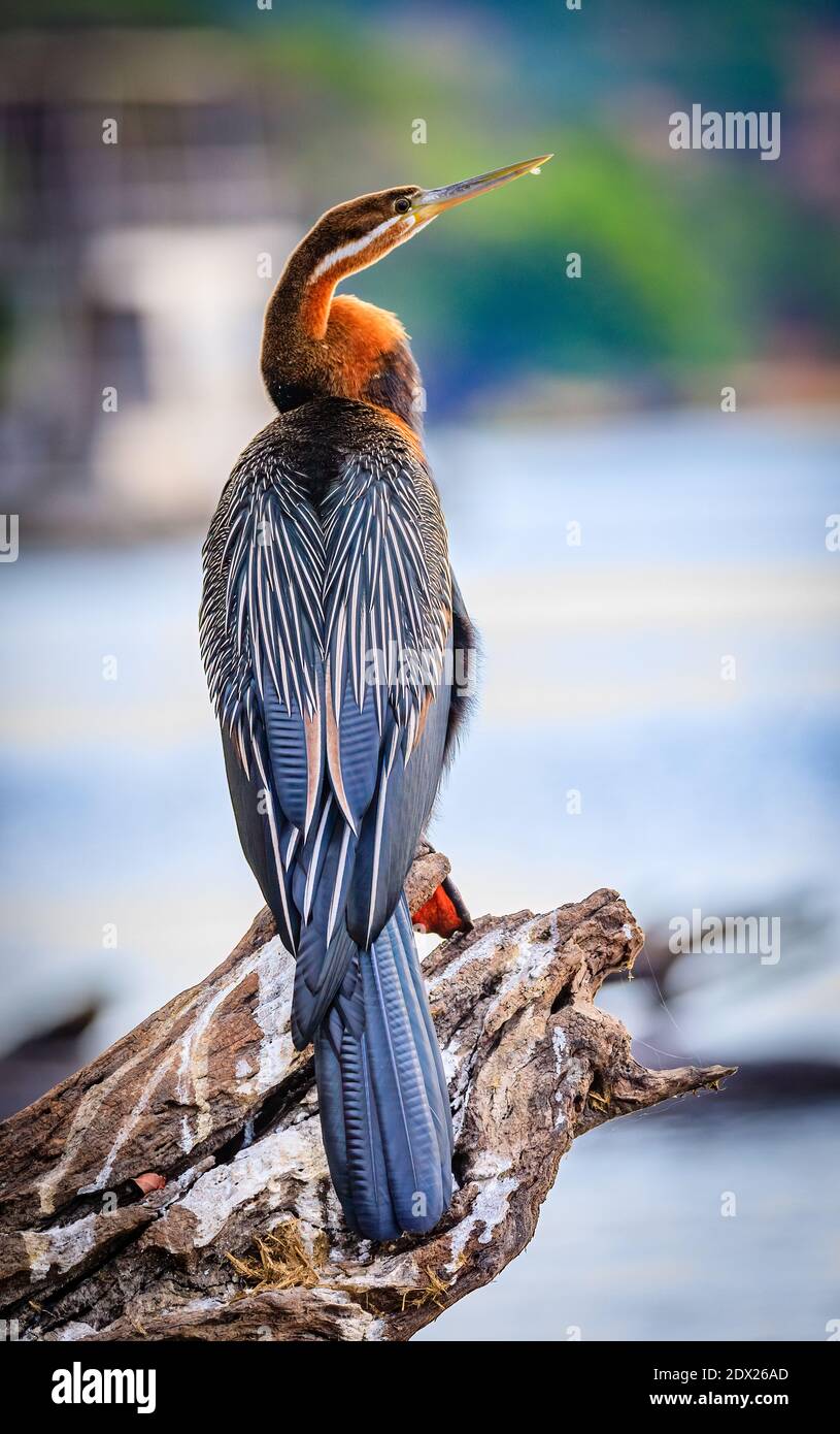 African darter in profile hi-res stock photography and images - Alamy