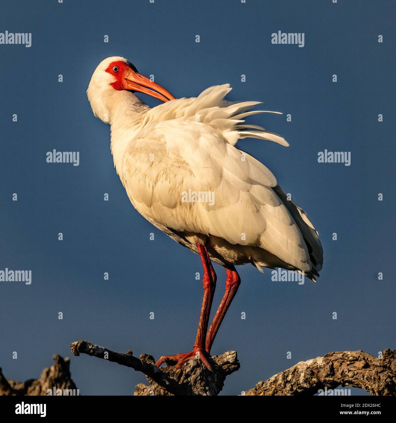 Ibis preening hi-res stock photography and images - Alamy