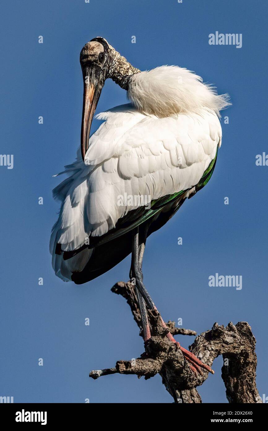 Florida wood stork hi-res stock photography and images - Alamy