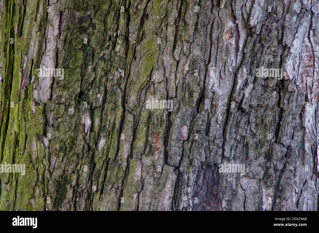 Chestnut log structure hi-res stock photography and images - Alamy