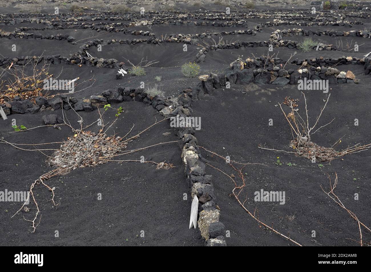 Volcanic soils hi-res stock photography and images - Alamy