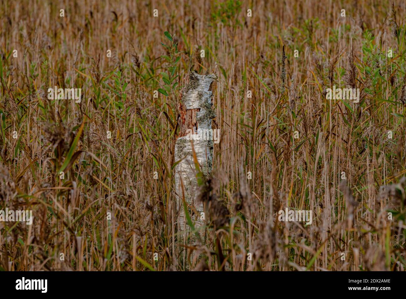 broken birch trunk between reeds, but green grass stalks and leaves ...
