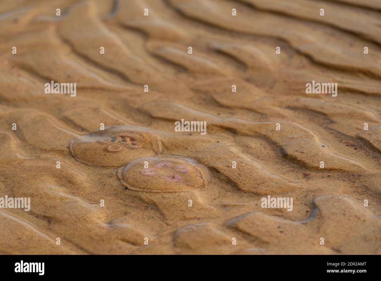 Two jellyfish in sand hi-res stock photography and images - Alamy