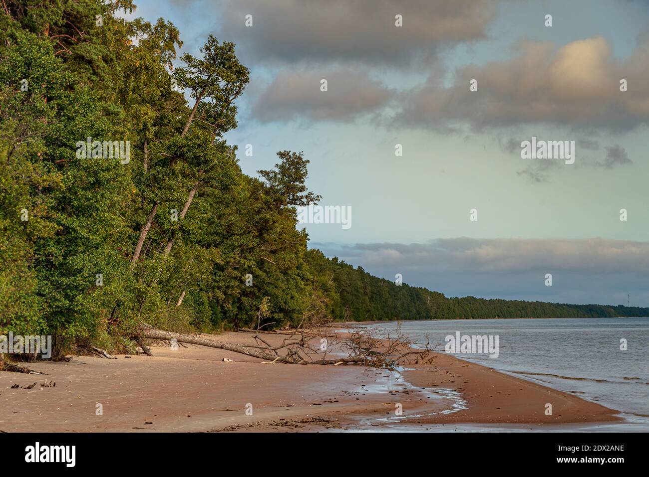 forest on the sea shore and overturned tree in the narrow part of the ...