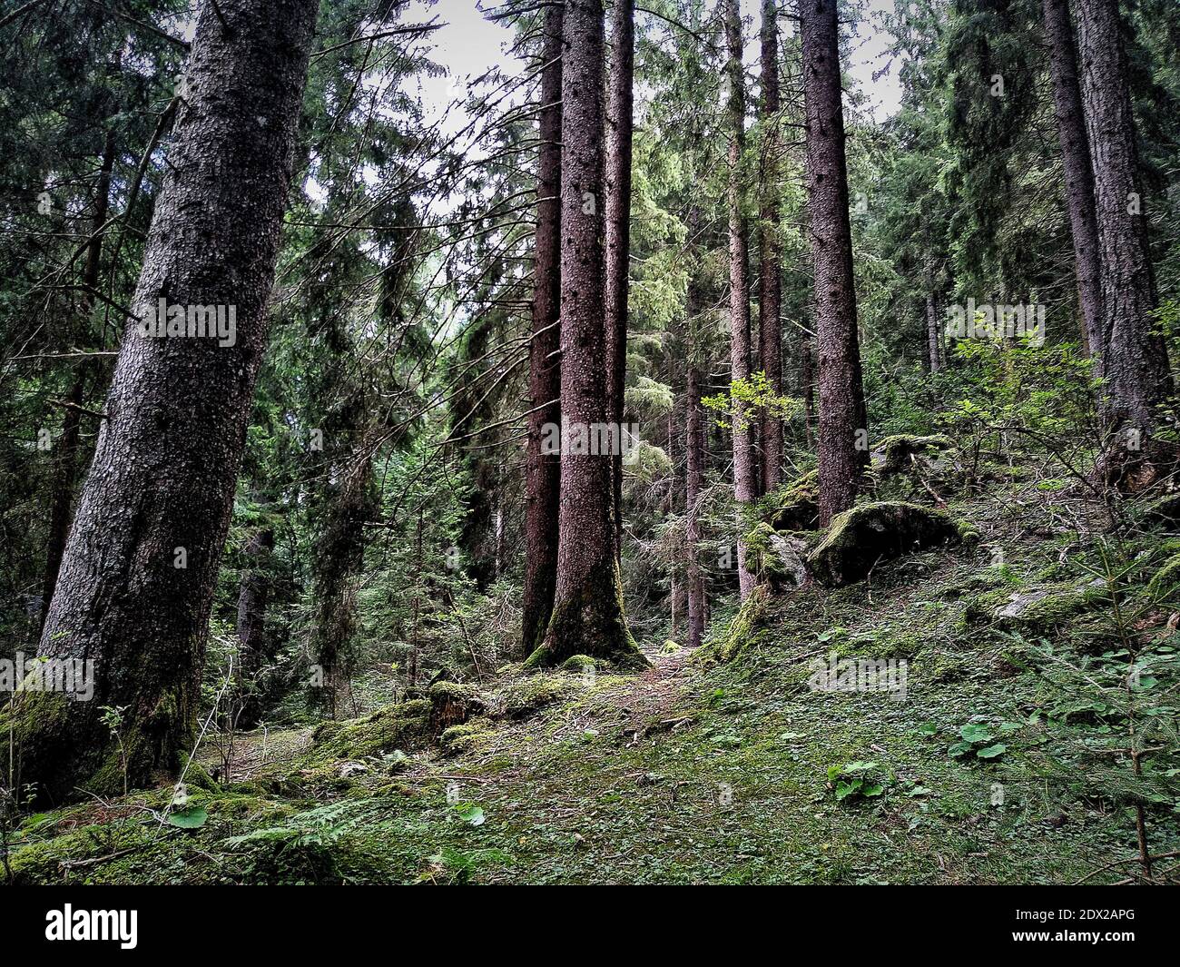 Trees Growing In Forest Stock Photo - Alamy