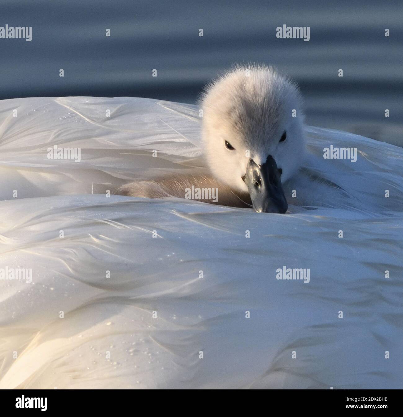 A young mute swan (Cygnus olor) rides on its mothers back on the ...