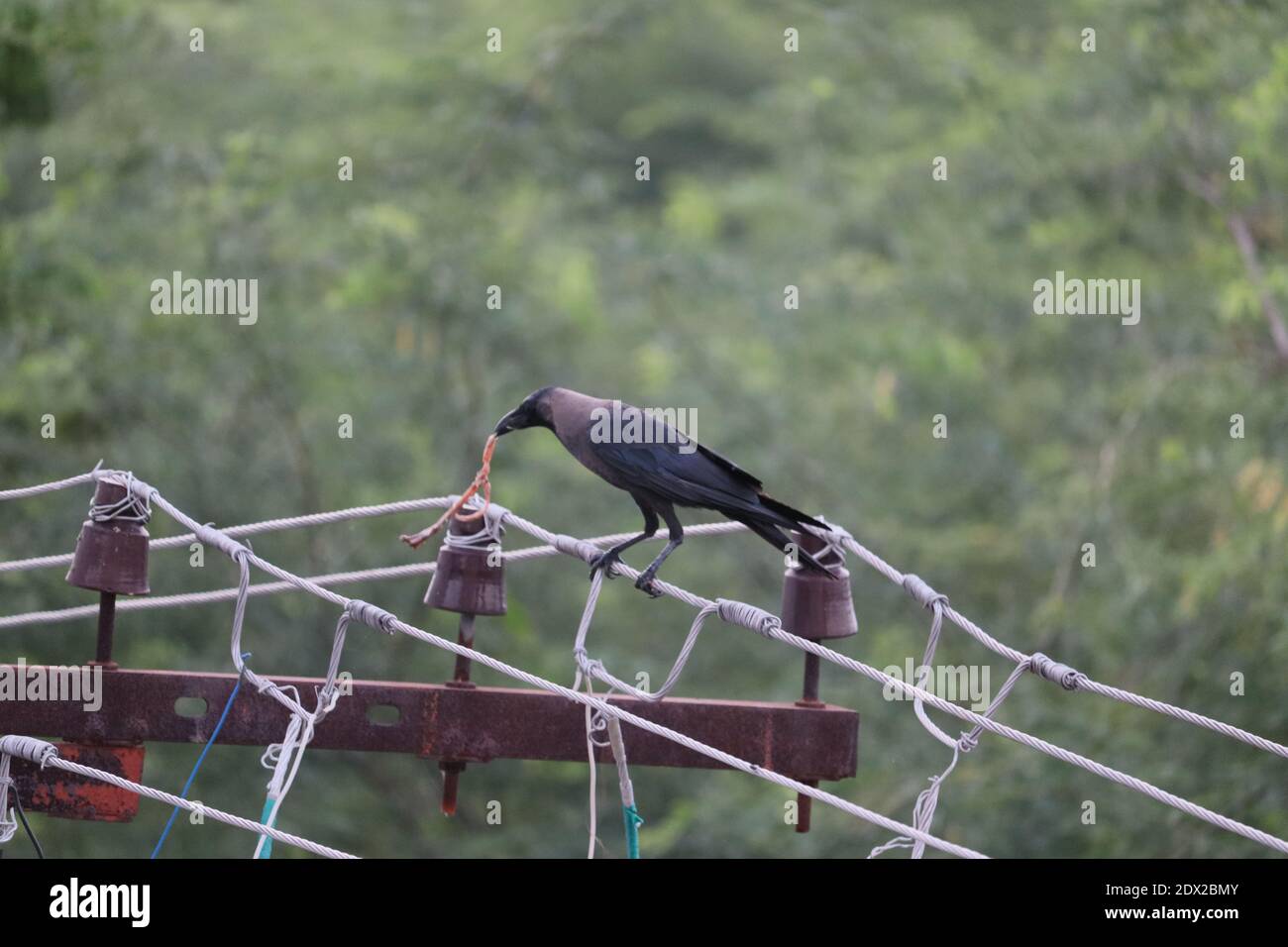 Ceylon colombo crow hi-res stock photography and images - Alamy