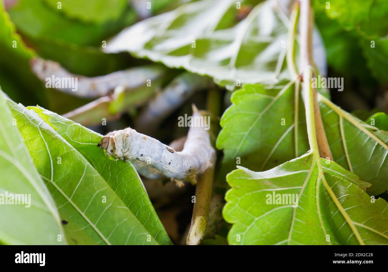 Silkworm moth leaving cocoon hi-res stock photography and images - Alamy