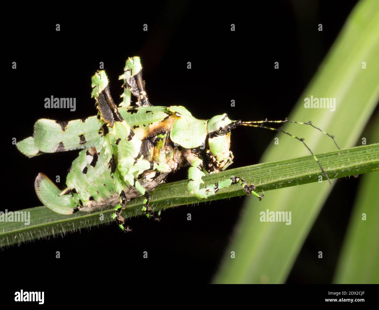 Lichenomorphus hi-res stock photography and images - Alamy