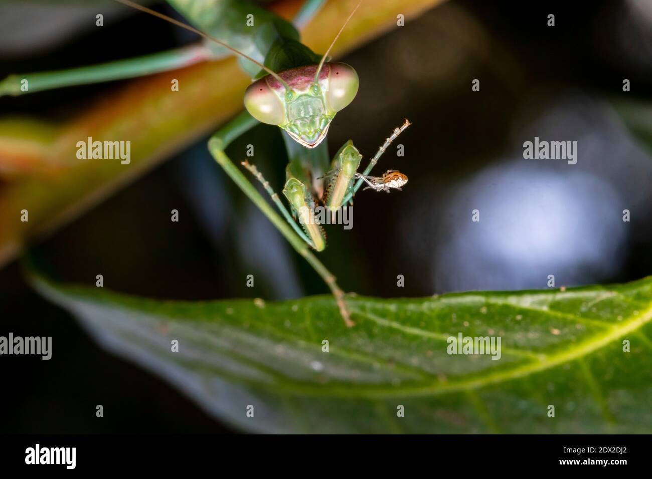 Praying mantis exoskeleton hi-res stock photography and images - Alamy