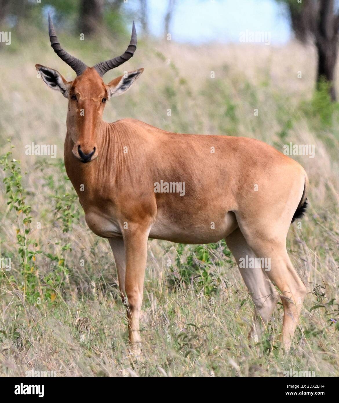 A Coke's hartebeest (Alcelaphus buselaphus cokii) or kongoni. Serengeti ...