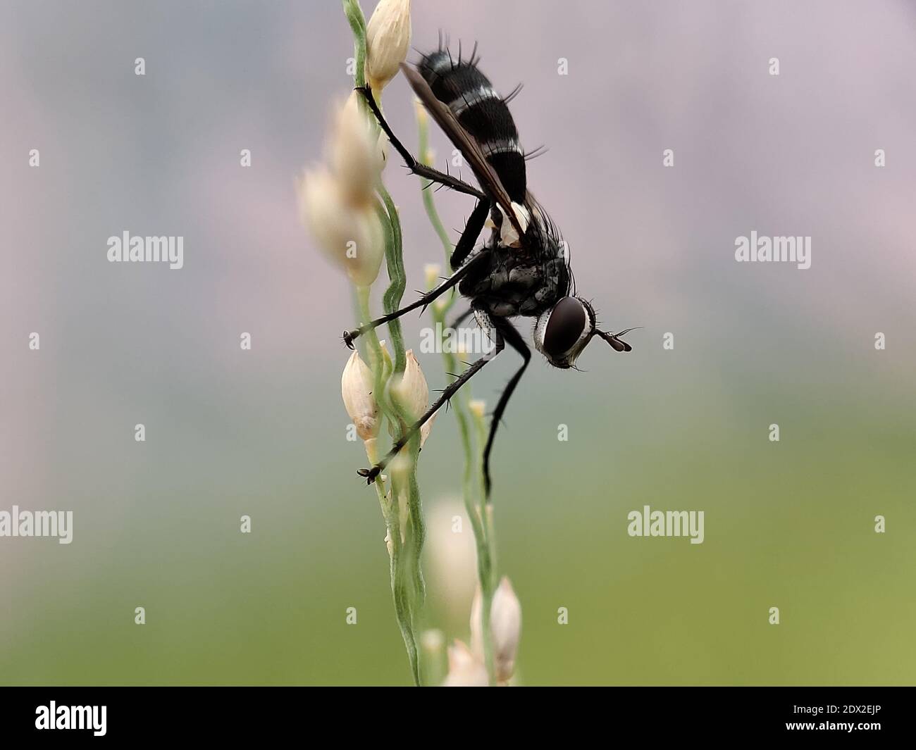 Mosquito flower pollination hi-res stock photography and images - Alamy