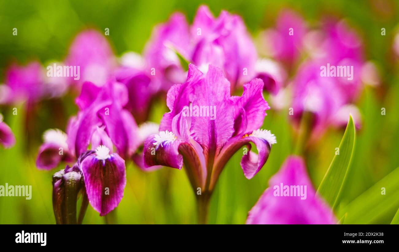 Violet iris flowers in grow spring green garden closeup Stock Photo - Alamy